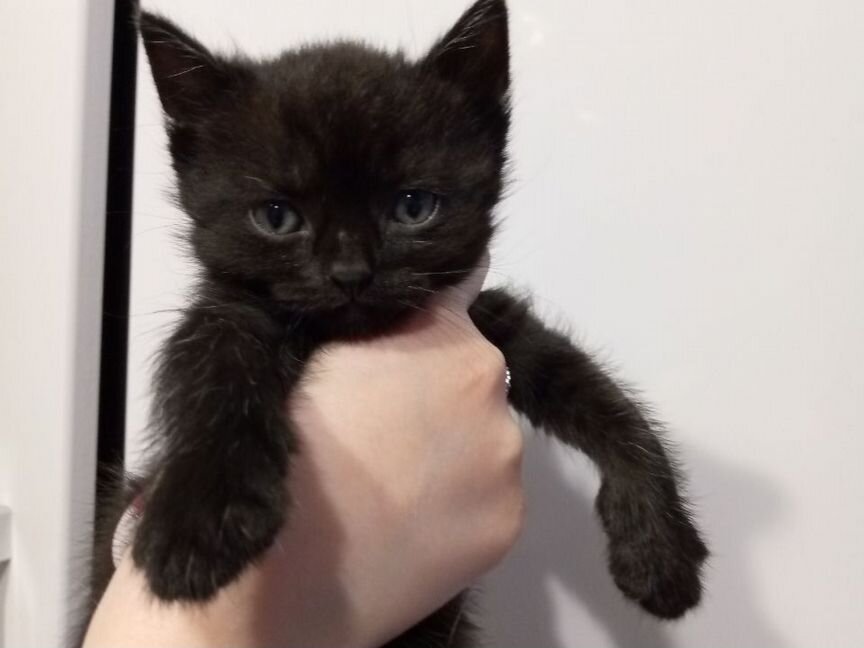 Котята