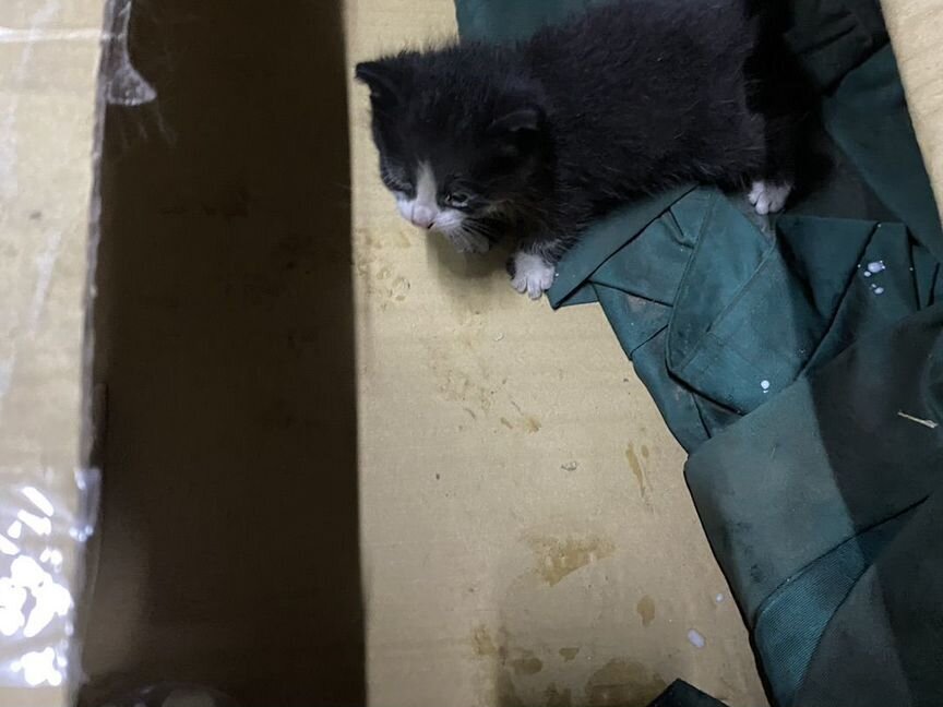 Отдам катенка бесплатно в хорошие руки