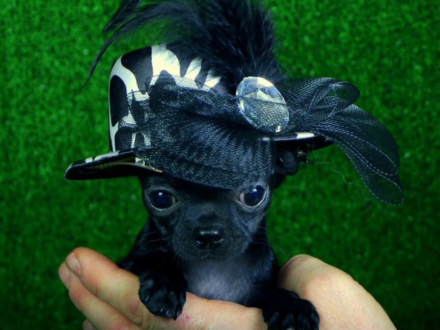 Без предоплат.Куколки чихуахуа беби-фейс