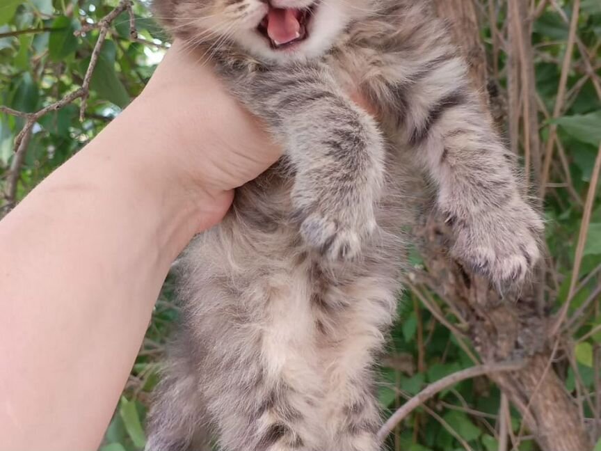 Котята шотландцы