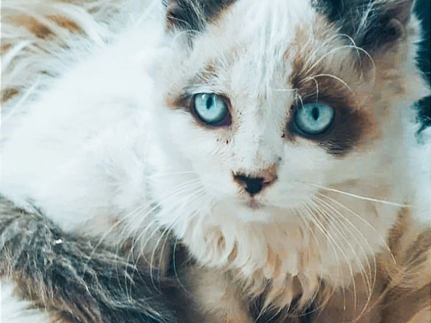 Котики Невская маскарадная