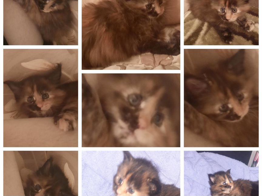 Котята мейн-кун черный дым