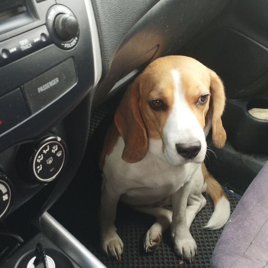 Продам Бигля