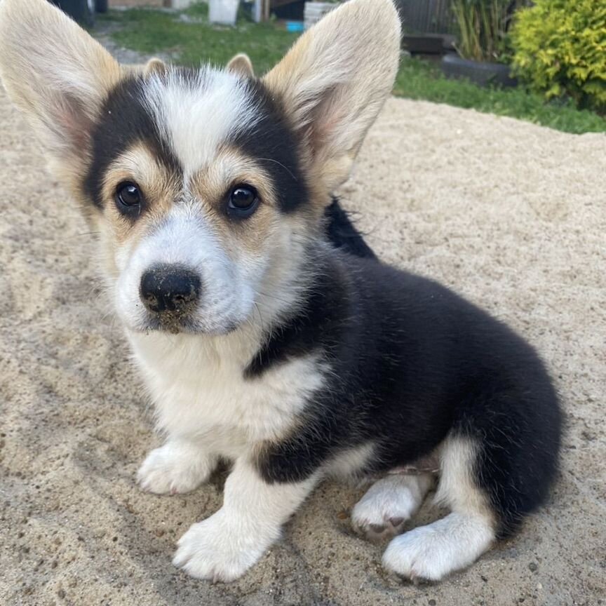 Щенок корги