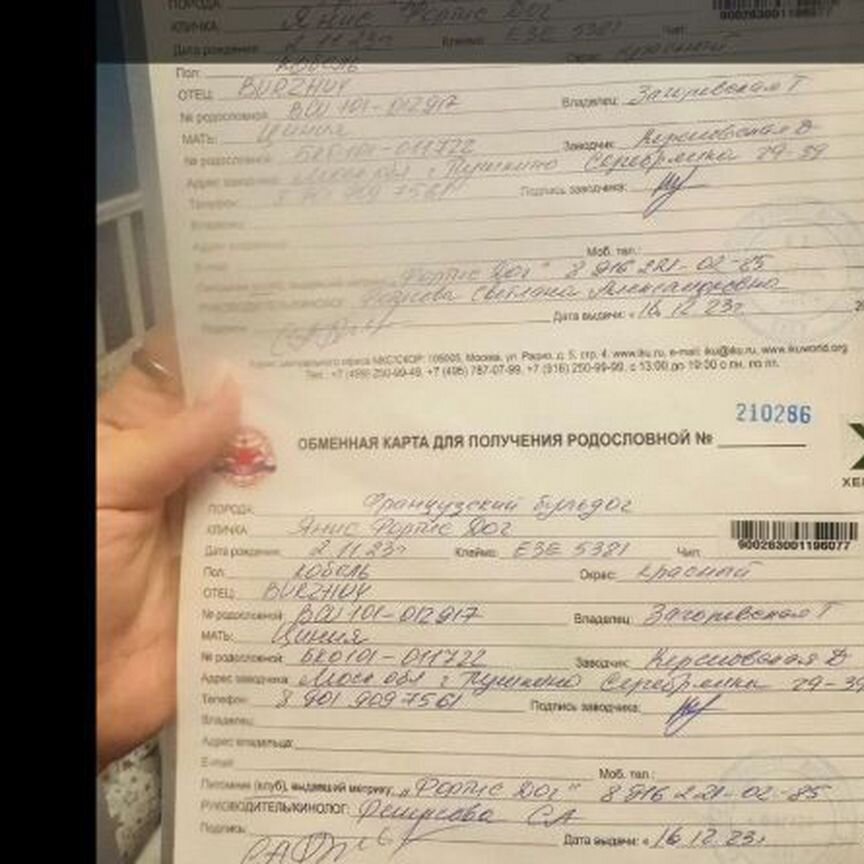 Французский бульдог, щенок