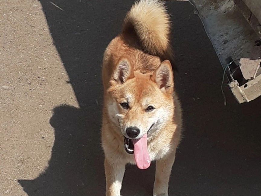 Джина ищет дом