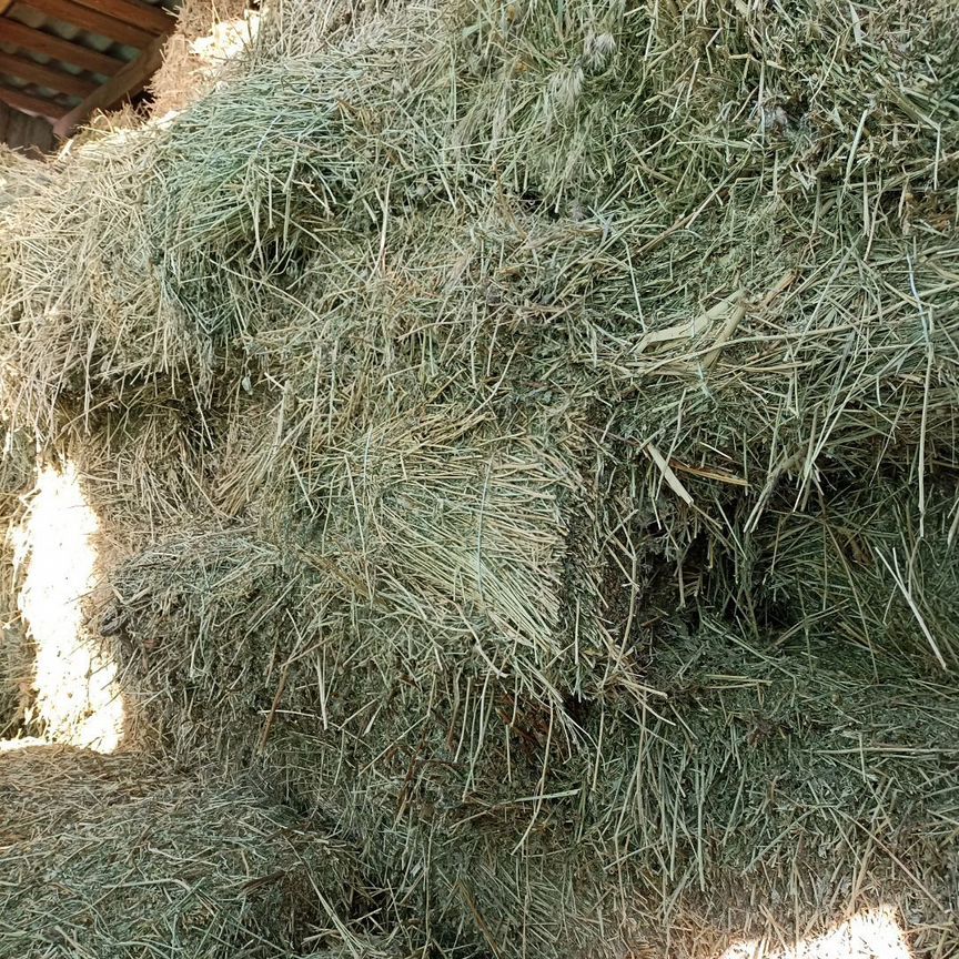 Сено люцерны в тюках