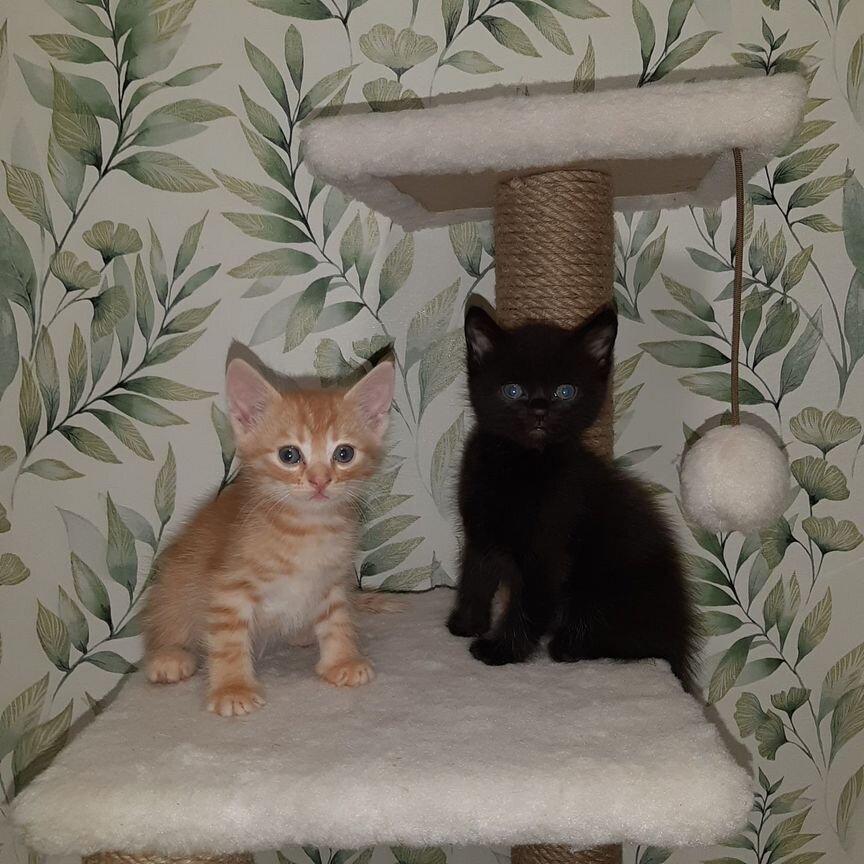 Котята в добрые руки