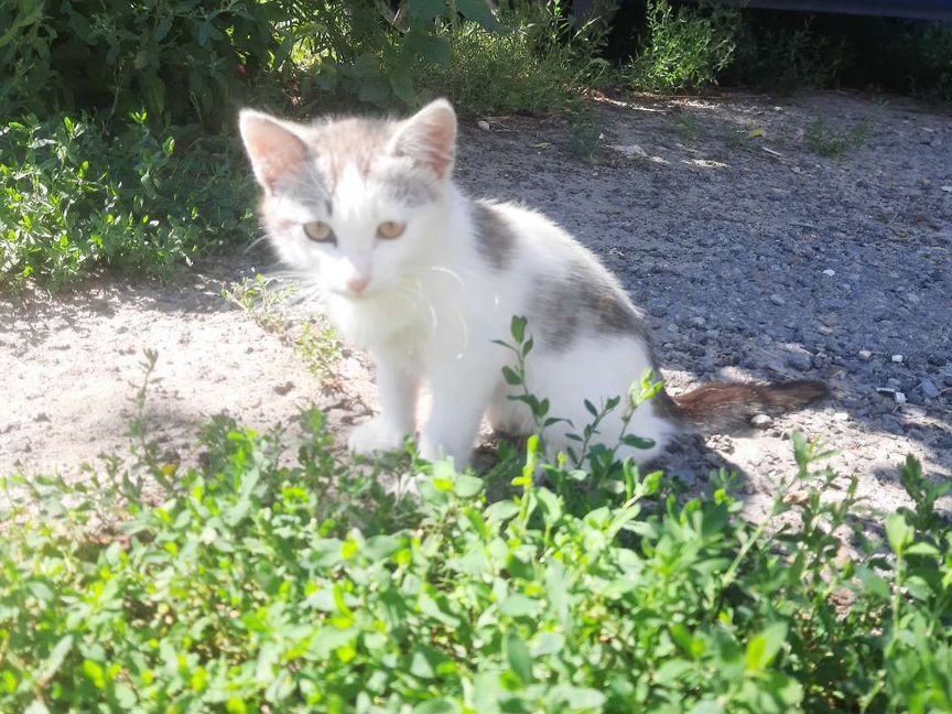 Котенок 3мес, Чиж в новый дом