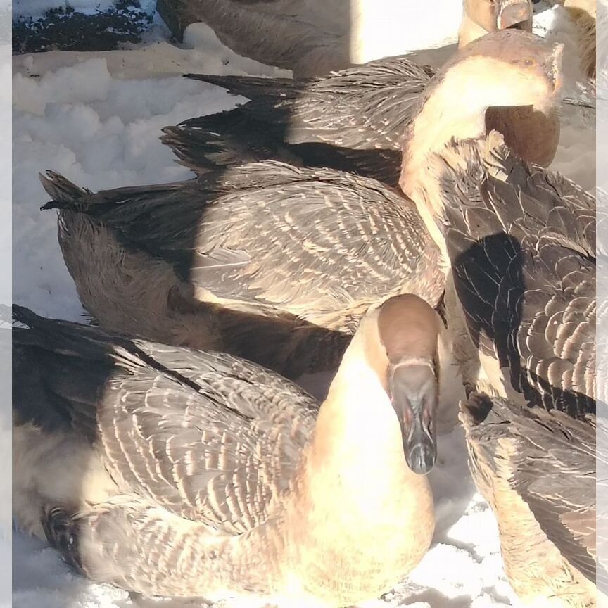 Продам гусей