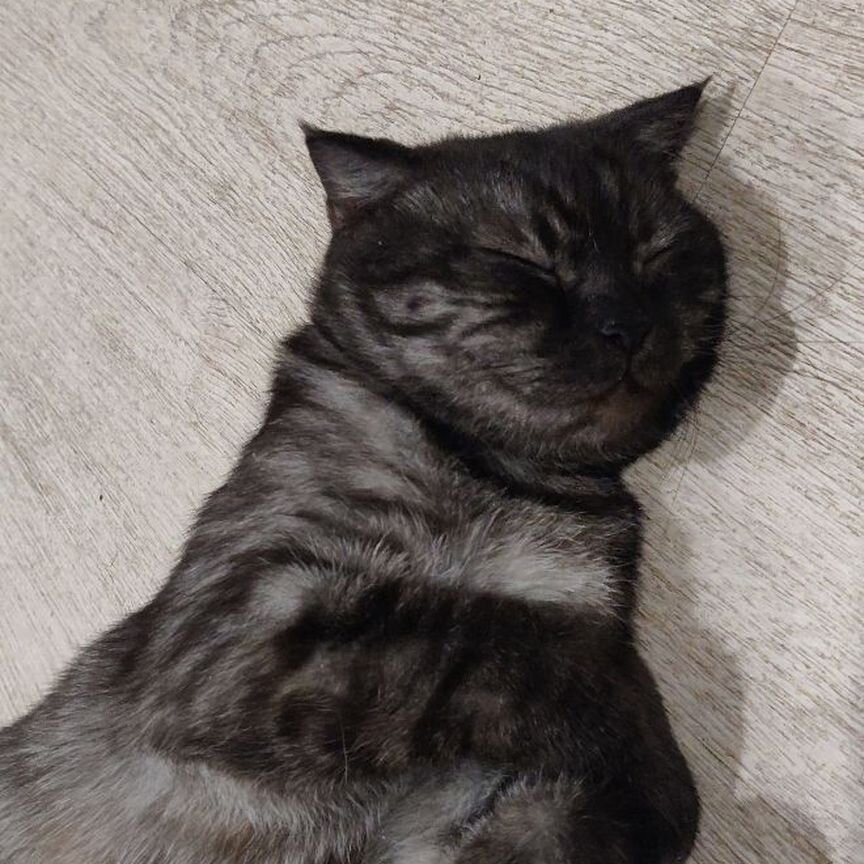 Кошечка вислоухая