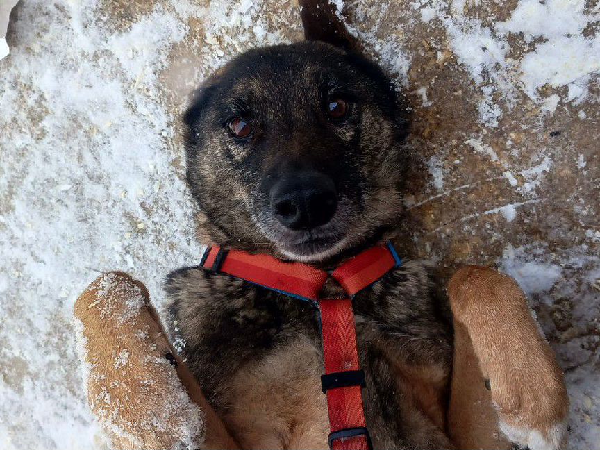 Собака в добрые руки