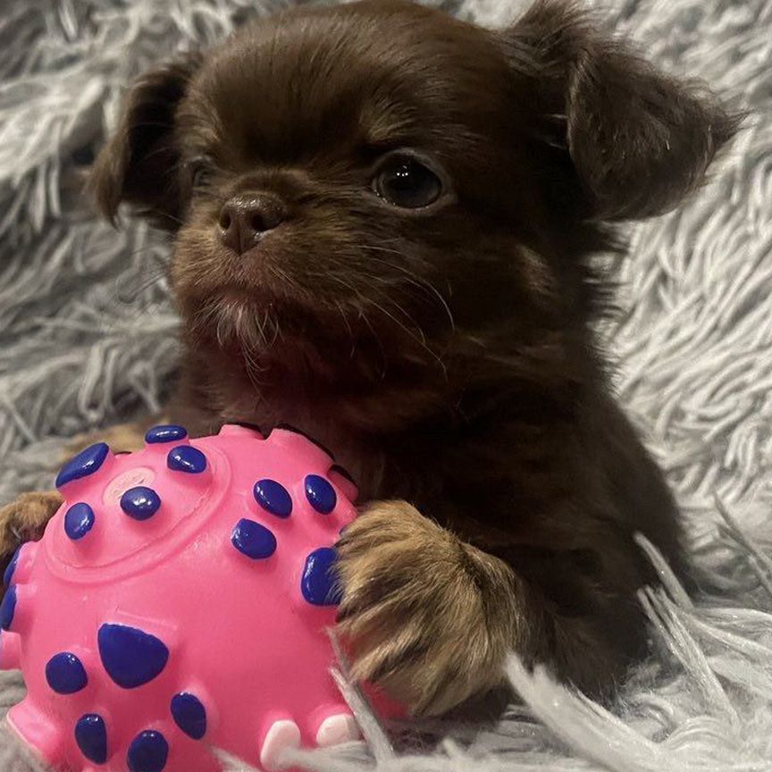 Шикарные мальчишки