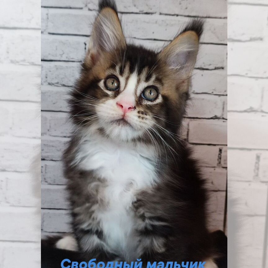 Медвежонок Мейн-кун