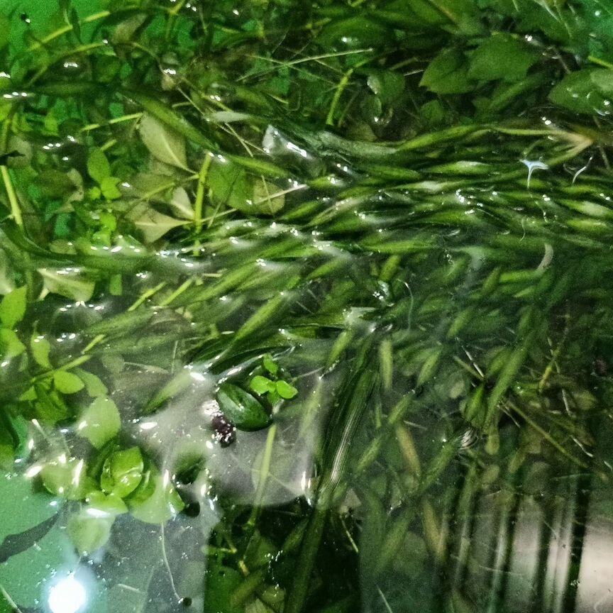 Аквариумное растение