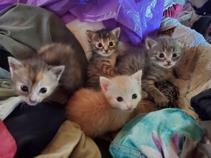 Котята в добрые руки бесплатно