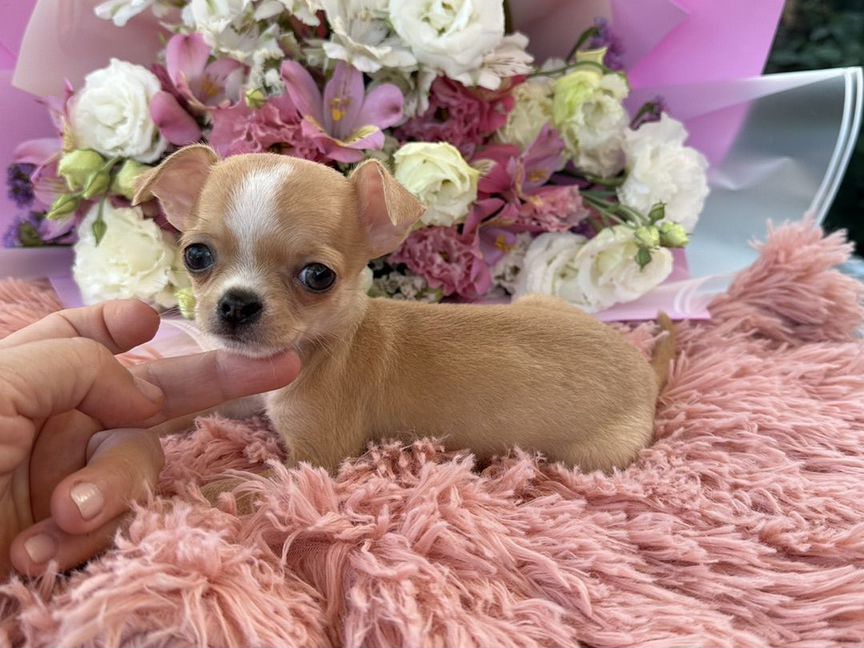 Дюймовочка