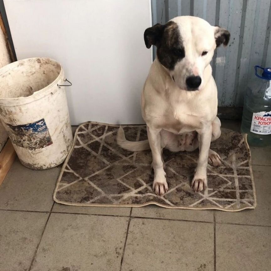 Стаффордширский терьер в добрые руки