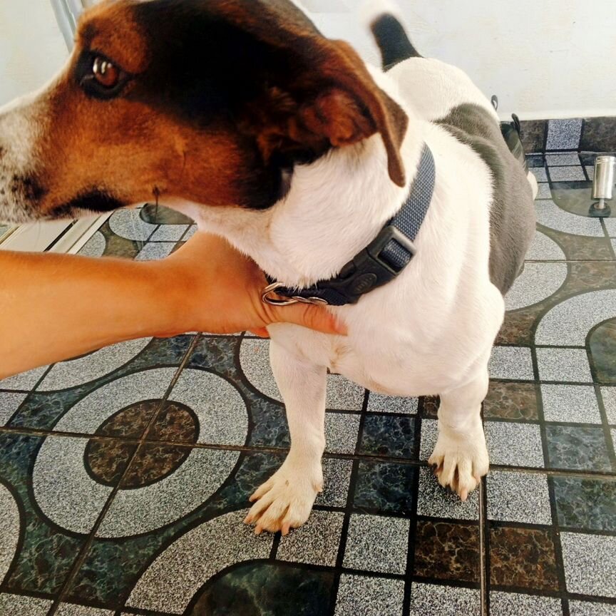 Джек Рассел терьер