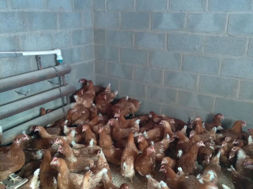 Курочка молодка