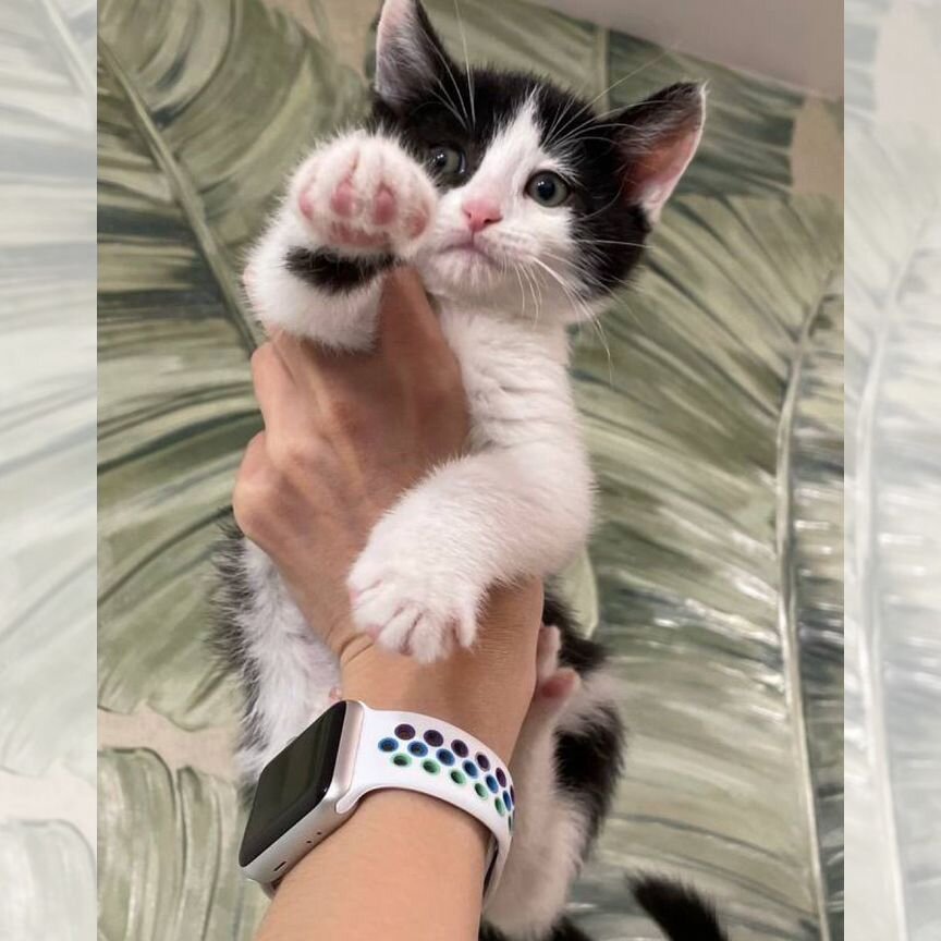Котенок