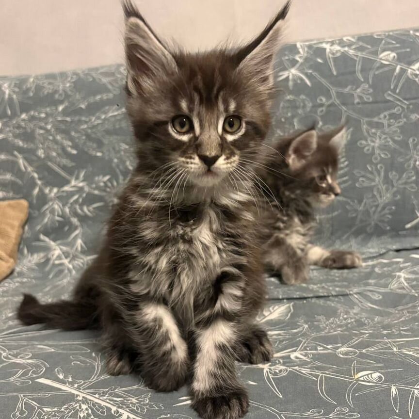 Мейн-кун котёнок