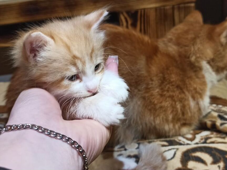 Рыжий котенок в добрые руки