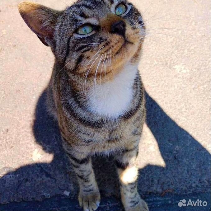 Оставили котенка в подъезда