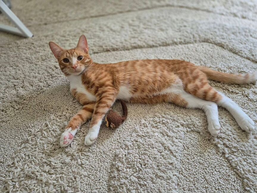 Котик Симба ищет семью