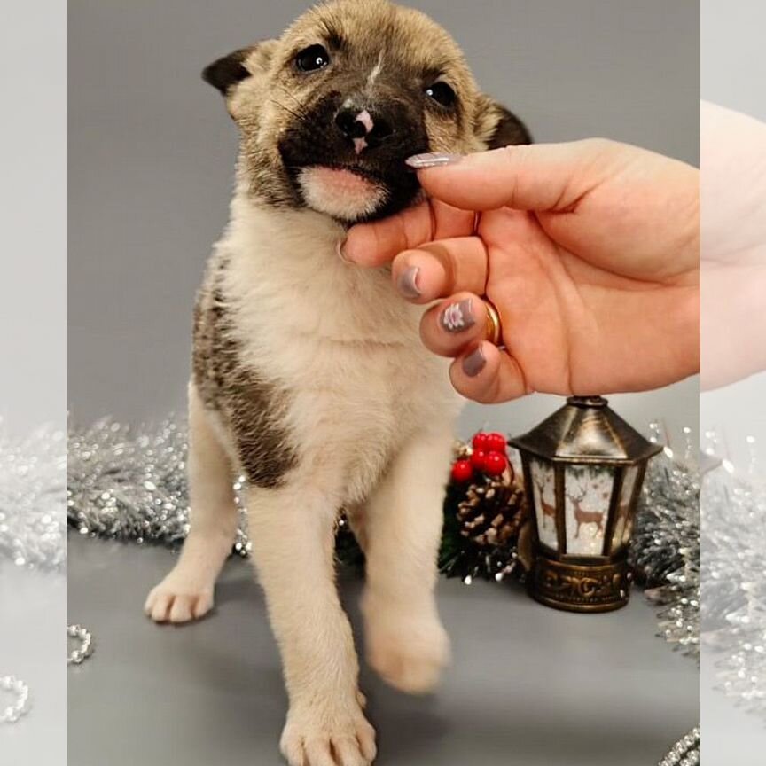 Щенок в добрые руки