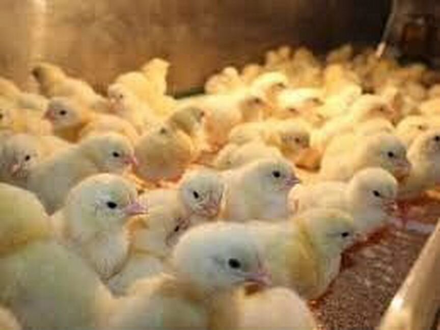 Цыплята перепела белый гигант