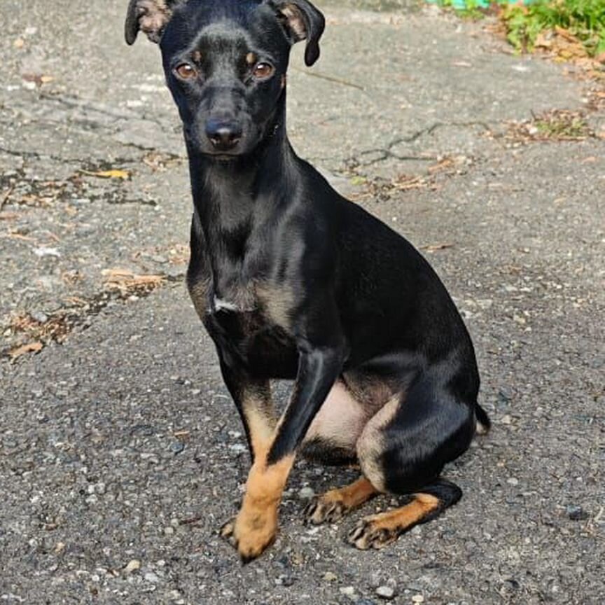 Левретка, щенок