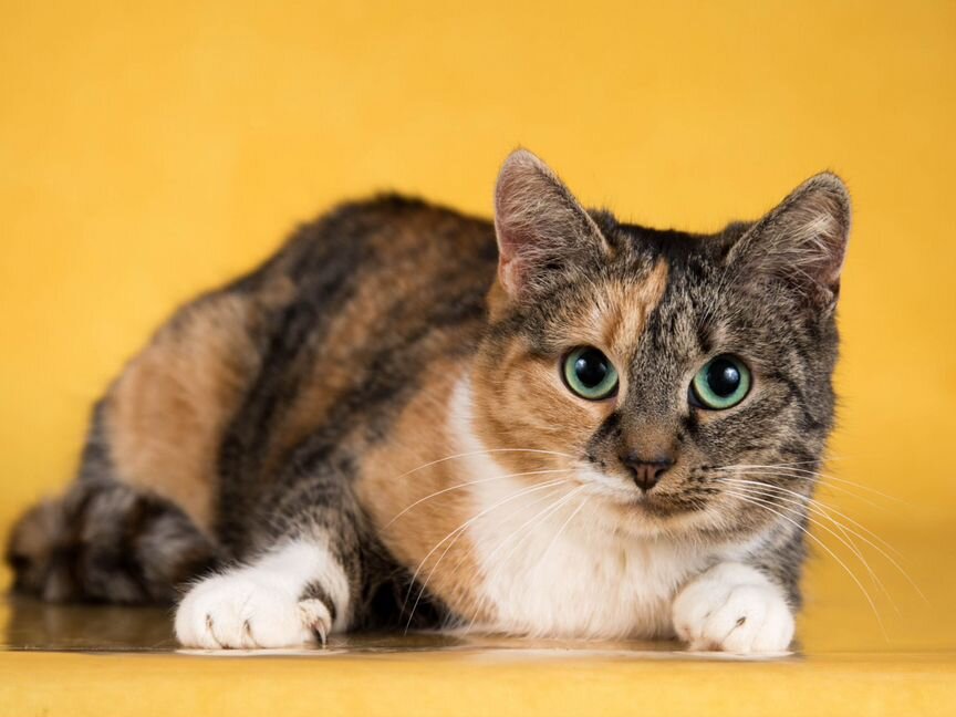 Красивой скромной Златочке нужен дом