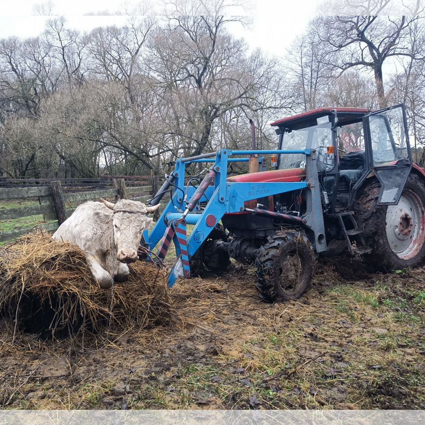 На корм собакам