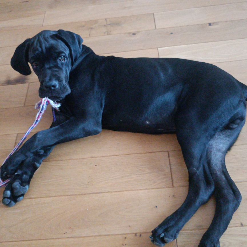 Кане Корсо черный принц, 5 месяцев