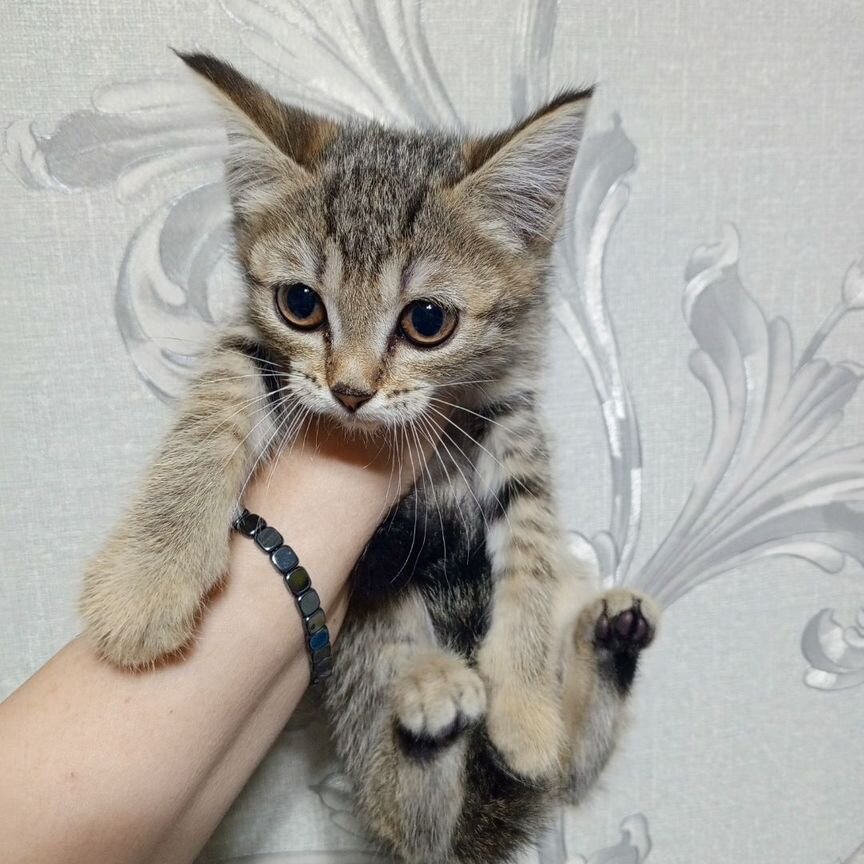Котята в добрые руки бесплатно девочка