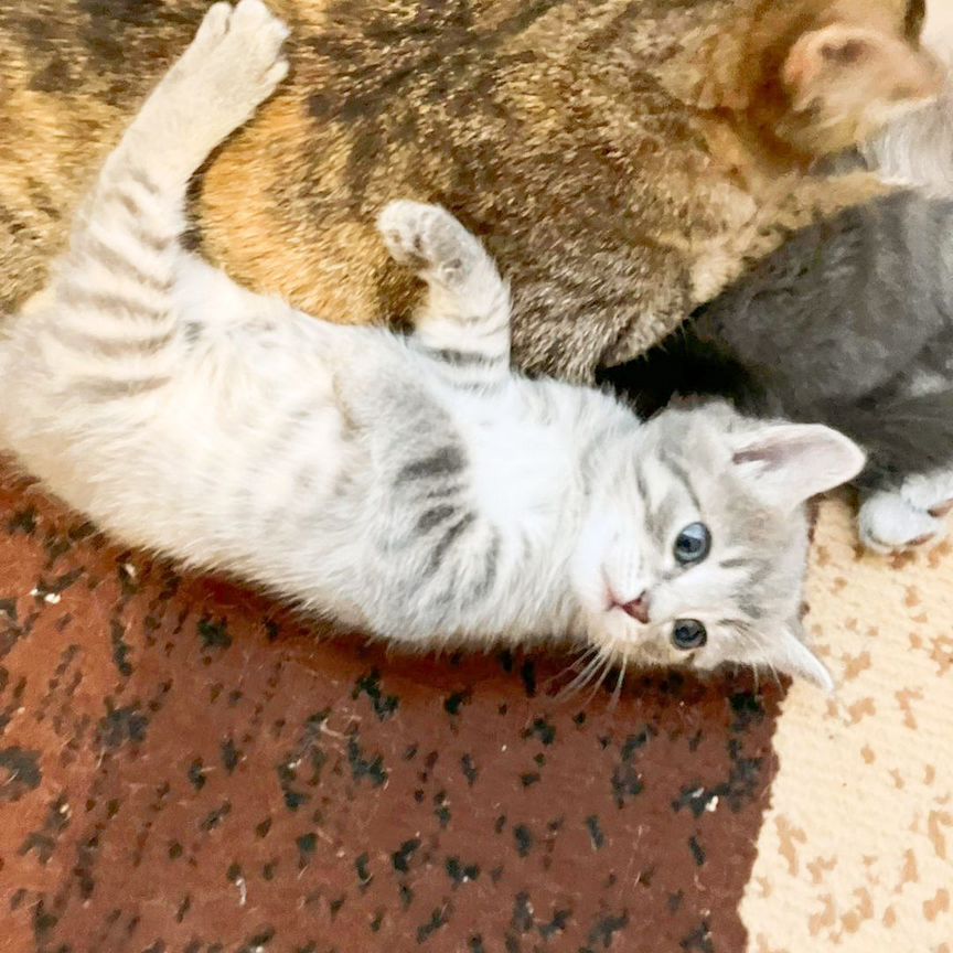 Отлам котят