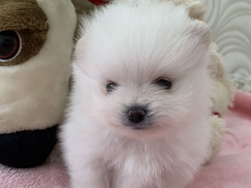 Предлагаются в резерв щенки померанского шпица