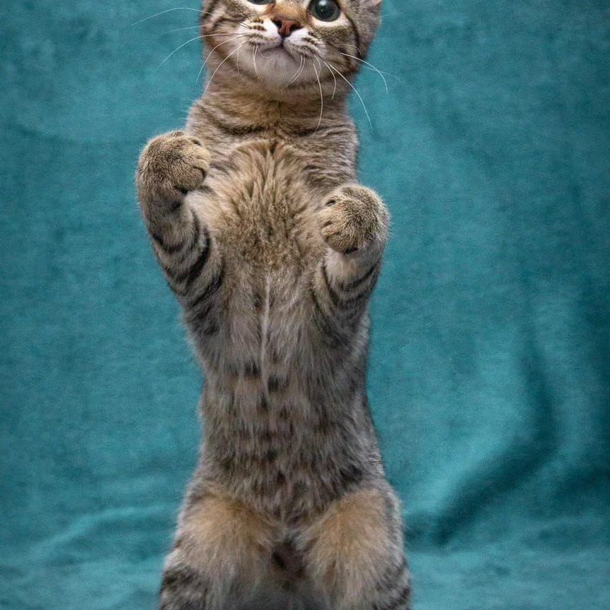 Котенок Холли
