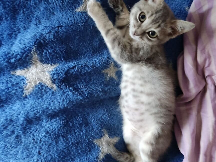 Кошка в дар бесплатно