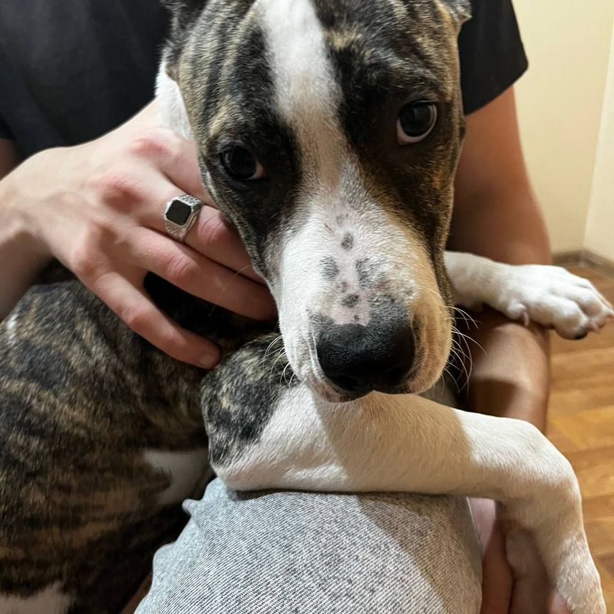 Стаффордширский терьер в добрые руки