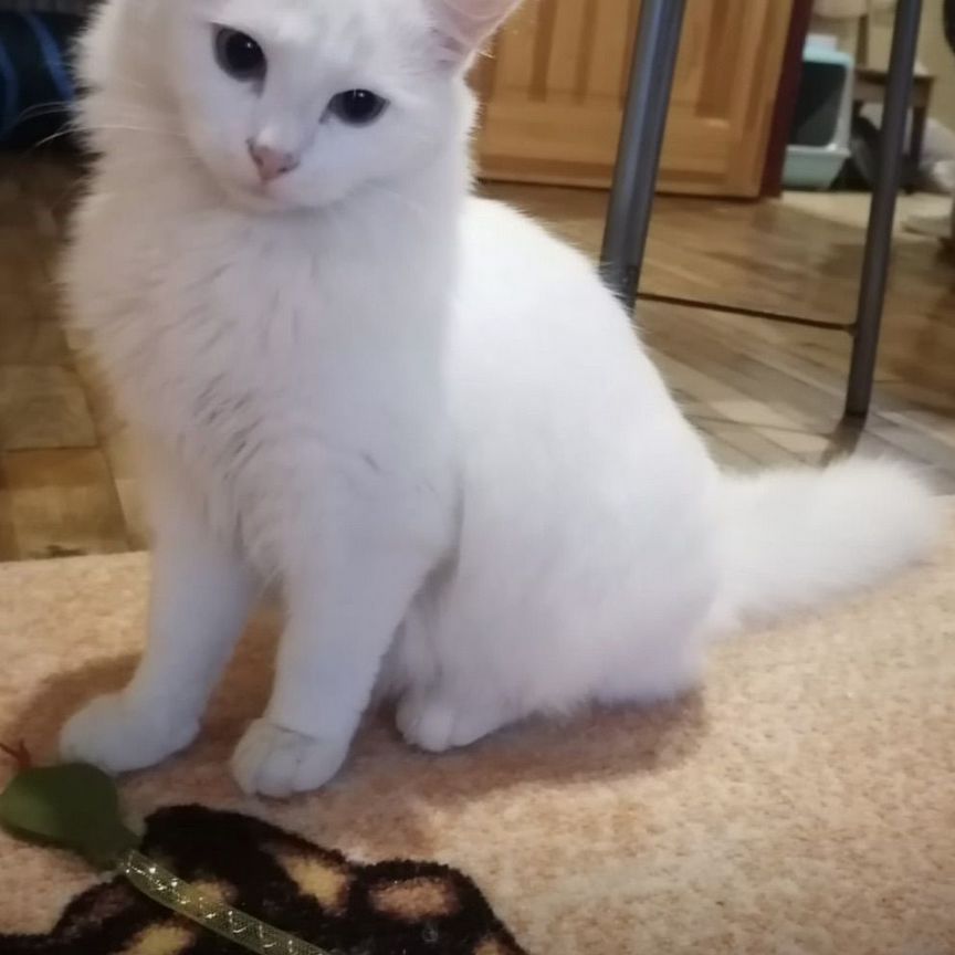 Белый пушистый котенок турецкая ангора