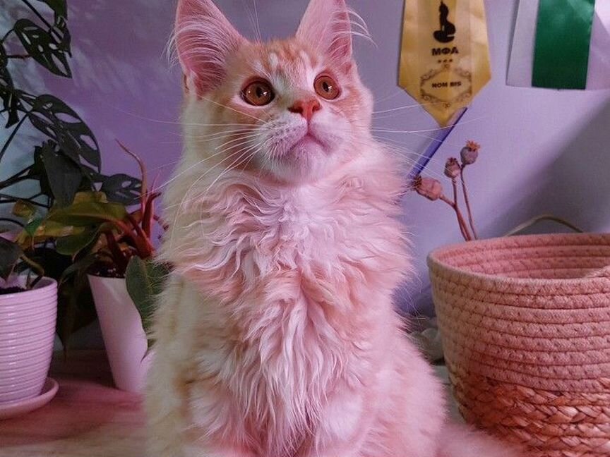 Мейн-кун котик