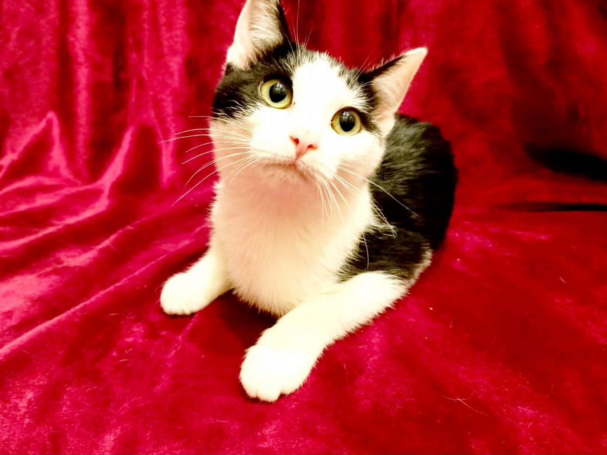 Малышка Венера ищет дом