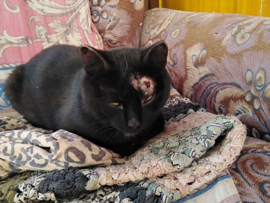 Кошка