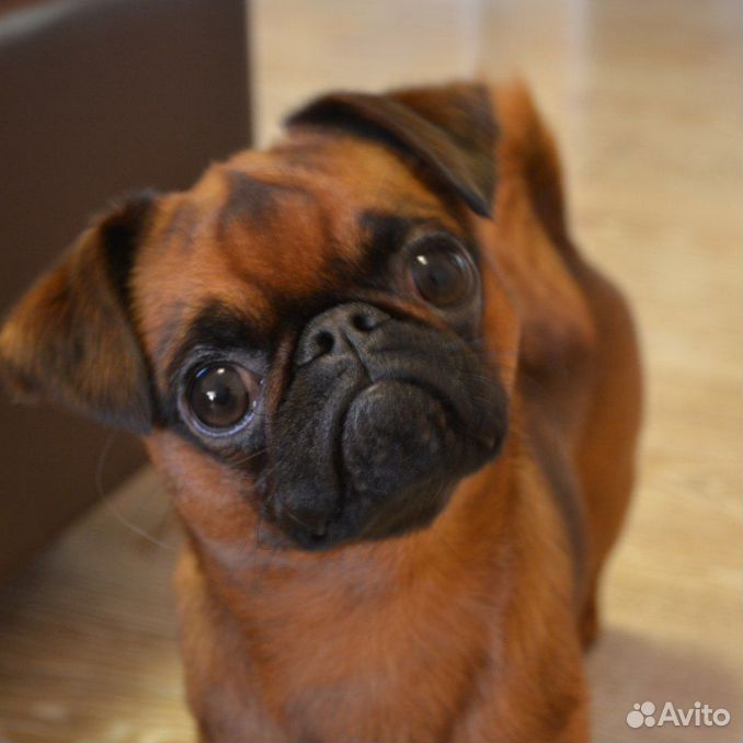 Брабансончики, мальчишки