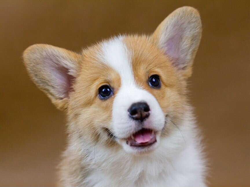 Вельшкорги Пемброк Девочки Куцехвостые