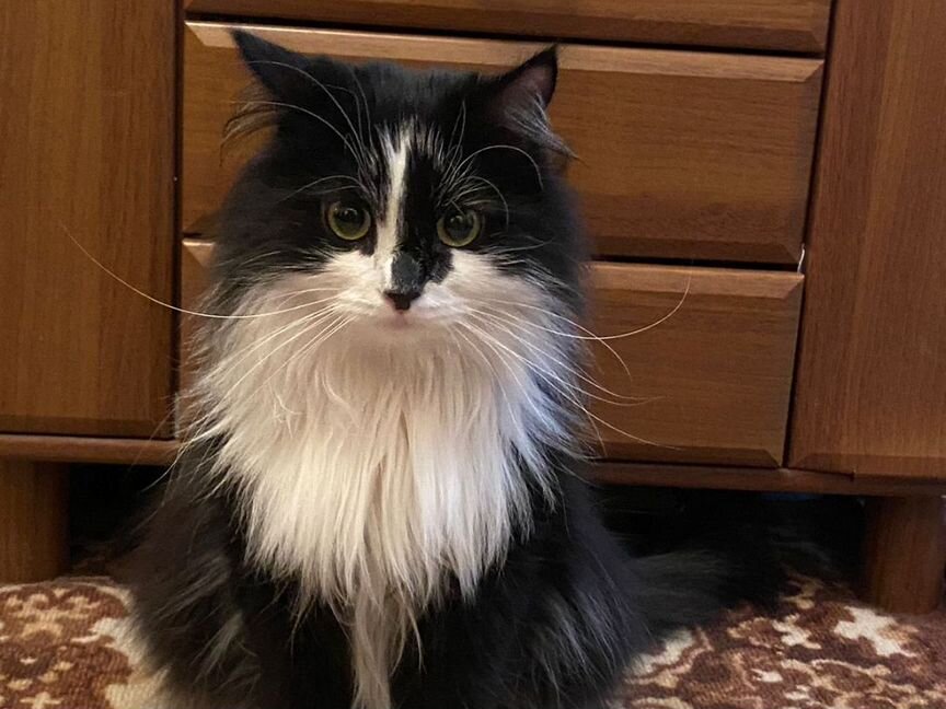 Сибирский кот