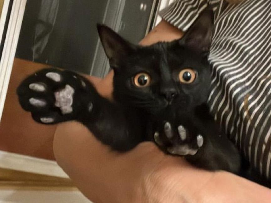 Черный котенок в добрые руки