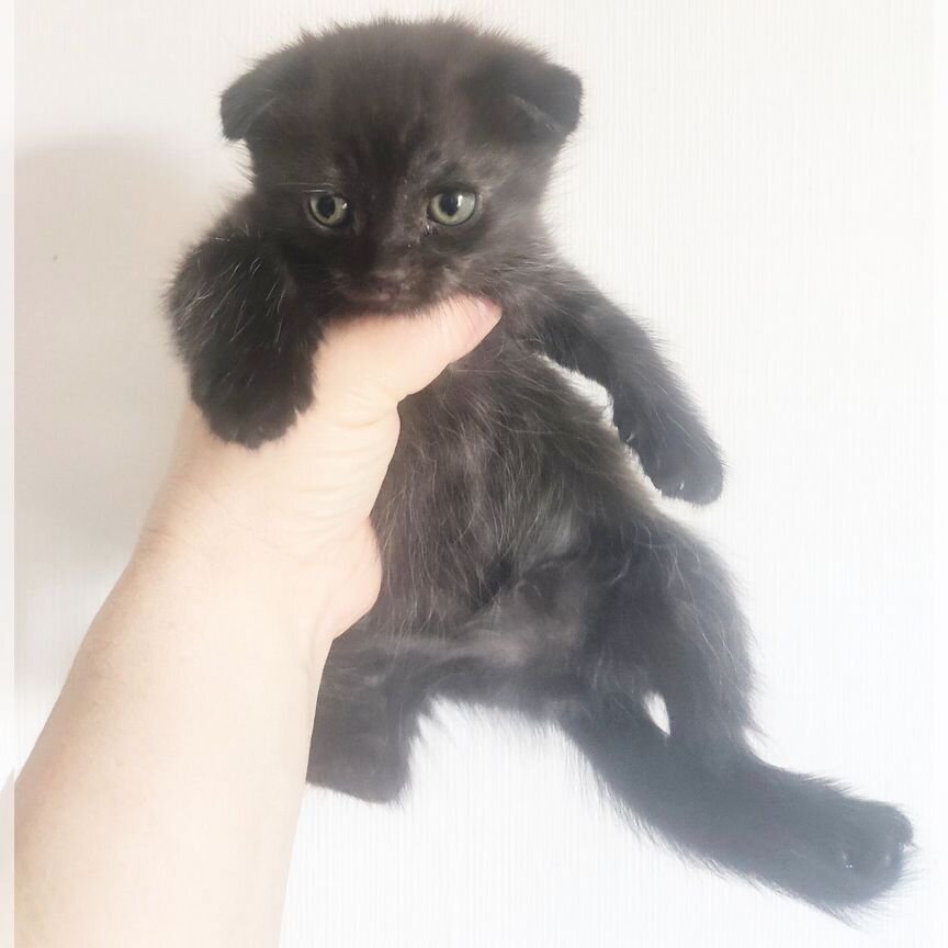 Шотландский вислоухий длинношёрстный котёнок